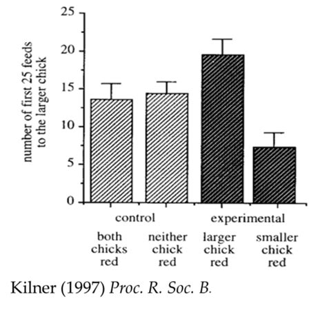 Foraging Predation And Predator Avoidance Flashcards Quizlet