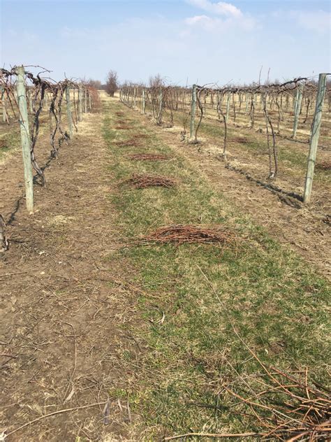 Spring Pruning Purdue University Facts For Fancy Fruit
