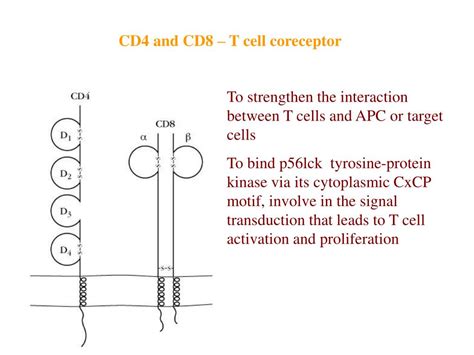 Ppt 1 Surface Markers On T Lymphocytes And Their Function 2 Subsets Of T Lymphocytes 3
