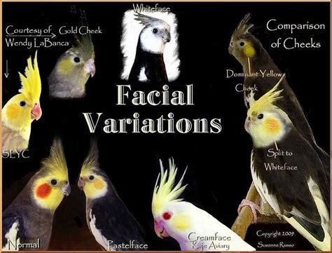 Cockatiel Color Mutations Chart Cockatiel Color Mutations Chart