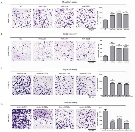 Mirna 320 Can Remarkably Facilitate Hcc Cell Migration And Invasion A