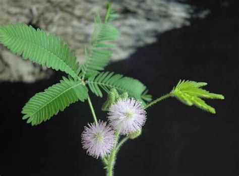 含羞草怎么浇水含羞草浇水方法 花美花卉网