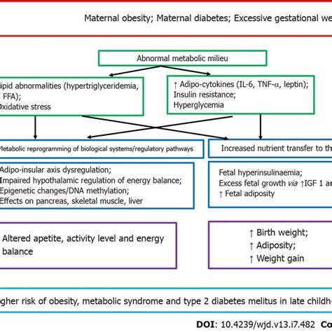 Associations Between Maternal Overnutrition And Fetal Programming Of