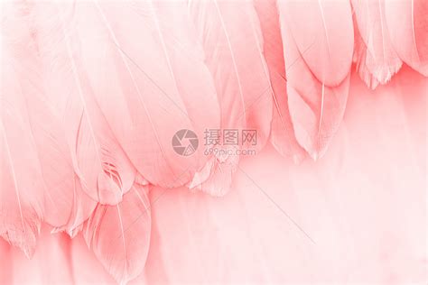 粉色羽毛背景图片素材 正版创意图片401370963 摄图网
