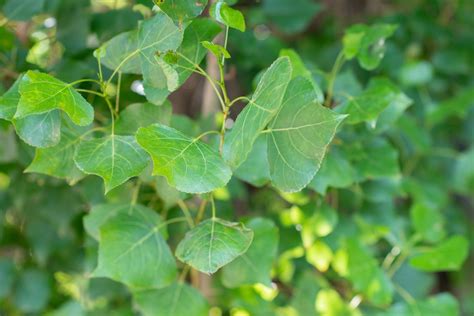 Poplar Tree Leaf
