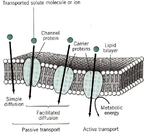 Facilitated Diffusion Diagram