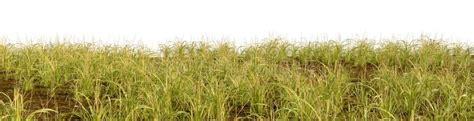 Tall Grasses Png