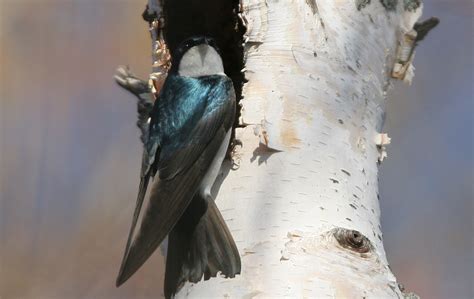 Tree Swallow Nest