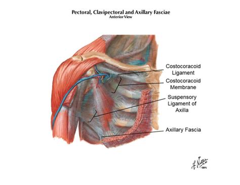 Costocoracoid Membrane
