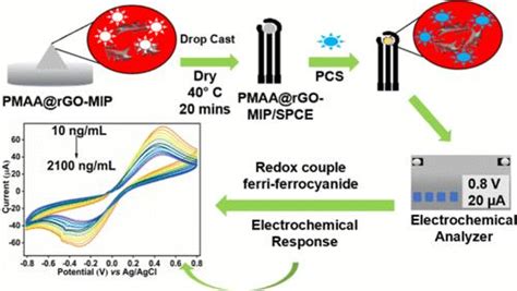 还原氧化石墨烯纳米片提高了使用分子印迹聚合物电化学传感器检测对甲酚硫酸盐的灵敏度acs Applied Polymer Materials