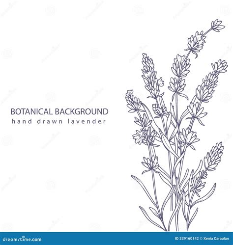 Lavender Line Art Botanical Background Trendy Minimalist Lavender