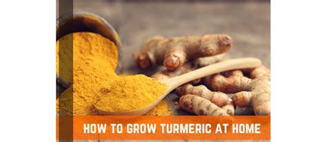 How To Plant And Grow Turmeric Farm Plastic Supply