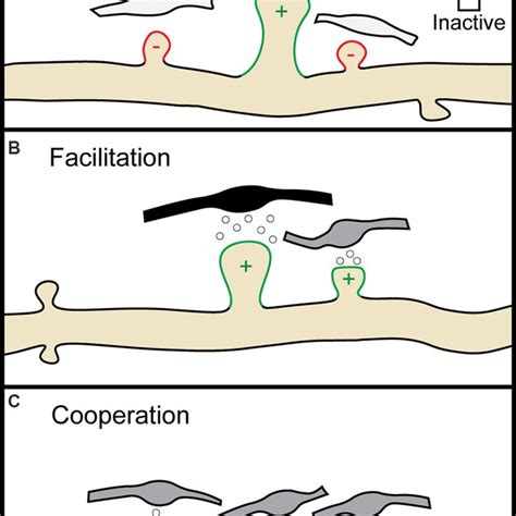 Multiple Forms Of Heterosynaptic Plasticity A Homosynaptic Download Scientific Diagram