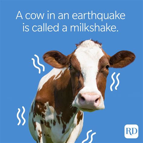 50 Cow Jokes That Are Udderly Hilarious Readers Digest