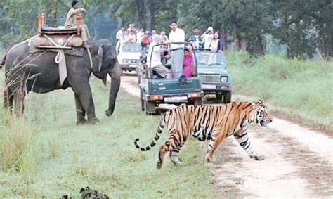 Jungle Safari In Corbett Activities In Jim Corbett National Exotic