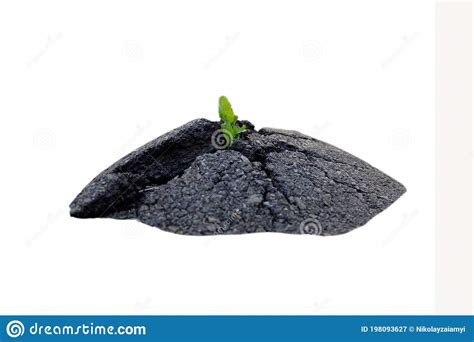 Small And Green Plant Grows Through Urban Asphalt Ground Isolated On
