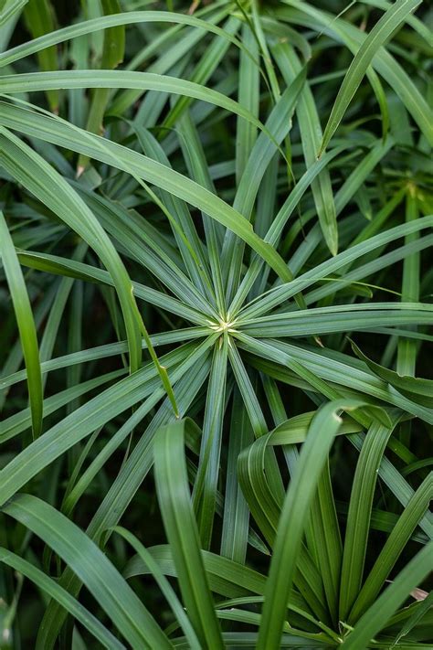 Fresh Green Natural Cyperus Alternifolius