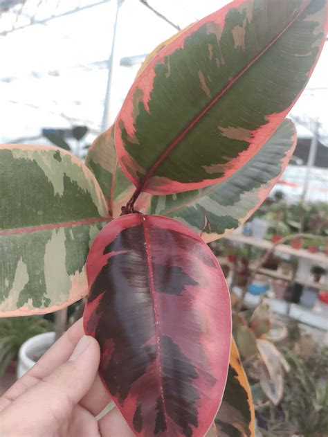 Ficus Elastica Ruby Tissue Culture For Sale Happyforeststore