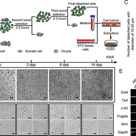 Stem Cell Isolation From Neonatal Ovaries Through Differential Download Scientific Diagram