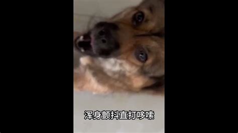 8月6号，山东80的狗狗都挨揍了！ 006 Youtube