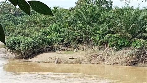 Hebohkan Warga Tanjong Bungong Seekor Buaya Besar Tampak Berjemur Di
