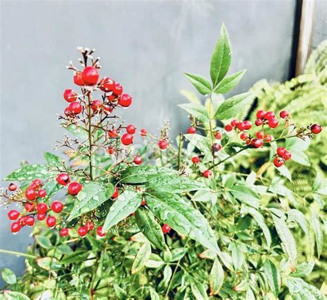 南天 No 31562806｜写真素材なら「写真ac」無料（フリー）ダウンロードok