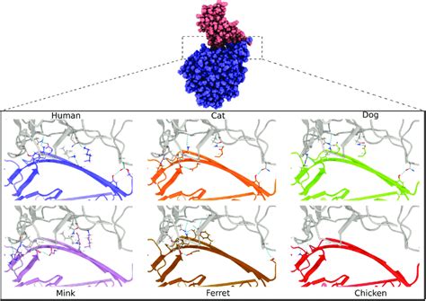 Comparison Between Binding Interfaces Of The Viral Rbd Receptor Ace2 Download Scientific
