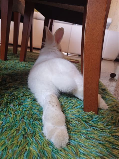 Booty So Big Oh Lord Have Mercy 💅 Rbunnies