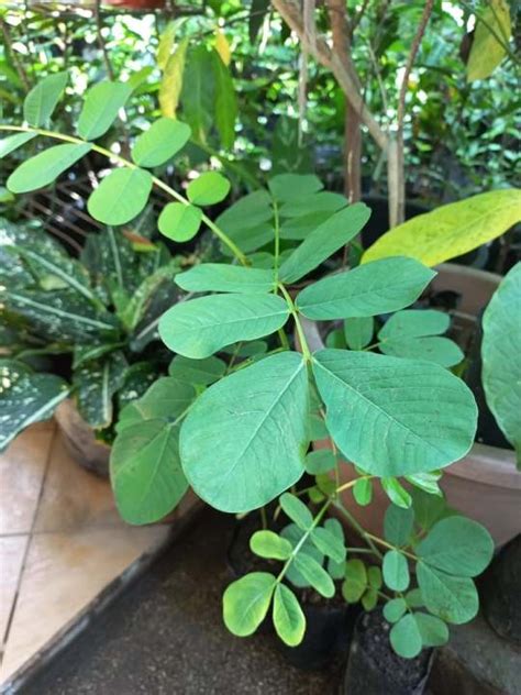 Akapulko Seedling Plant Lazada Ph