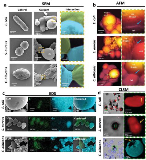 characterizations of the interaction between lm droplets and microbial
