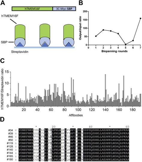 Generation Of Human Tmem16f Specific Affibodies Using Purified Tmem16f