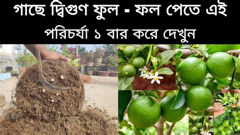 সব ধরনের গাছে দ্বিগুণ ফুল ফল পেতে এই পরিচর্যা মাত্র ১ বার দেখুন