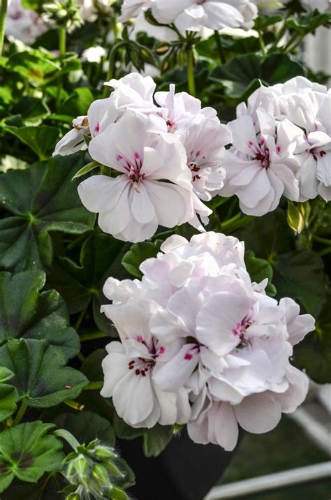 Great Balls Of Fire Geranium At April Langdon Blog