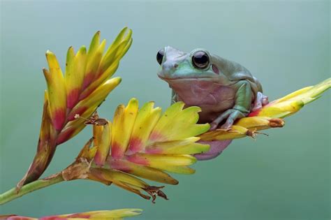 Premium Photo Dumpy Frog Litoria Caerulea On Branch