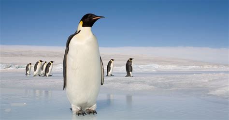 Getty Is Quietly Charging Bloggers For Socially Awkward Penguin Meme
