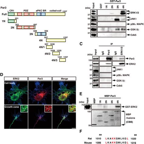 Identification Of Erk2 As A Novel Par3 Interacting Protein A