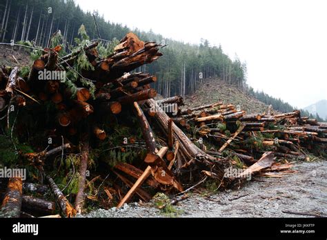 Old Growth Logging Stock Photos Old Growth Logging Stock Images Alamy