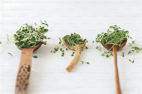 흰색 나무 배경에 신선한 마이크로 그린 콩나물과 숟가락 Arugula 바질 아마 물냉이 콩나물은 나무와 세라믹 숟가락에