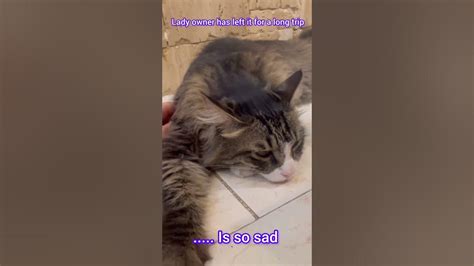 Sad Cat Youtube