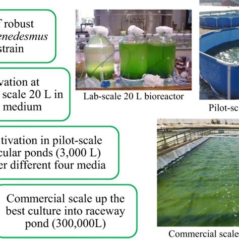 Evolution Of Microalgal Cultivation From Lab Scale 20 L To