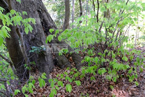 Nnp Photo Library