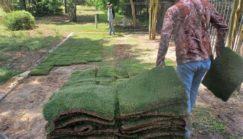 Shady Business Finding The Best Grass For Shade In Texas The Grass Store
