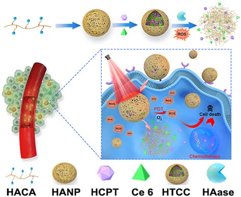 Enzyme And Reactive Oxygen Speciesresponsive Dual Drug Delivery Ijn