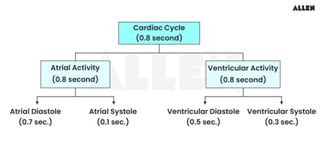 Cardiac Cycle Systole And Diastole Phases Of The Cardiac Cycle