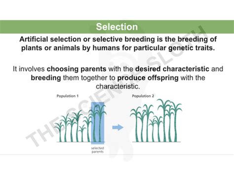 Natural And Artificial Selection Evolution Teaching Resources