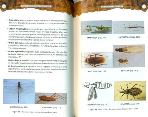 Insetos Manual de Coleta e Identifição