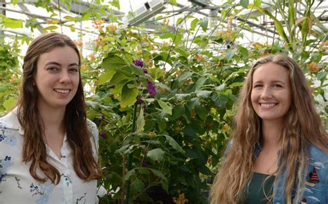 Emily Lanier Ph D On Linkedin Msu Researchers Uncover New Potential For Ancient Mint Plants