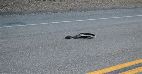Study Of Roadkill Hot Spots Shows Bay Area Roadways Are Ring Of Death