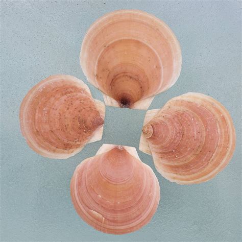 2 Deep Ocean Scalop Shells 4 Up To 4 1 2 Deep Ocean Etsy