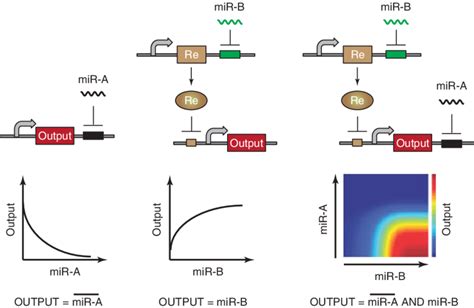 Example Transfer Functions Of Basic Rnai Based Switches Adapted From